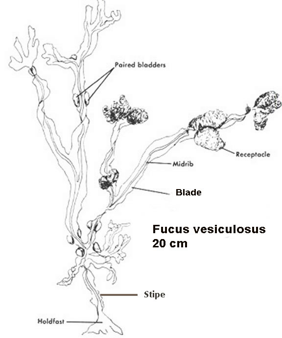 Fucus Diagram Dictyota, Polysiphonia, Porphyra, Laminaria And Fucus